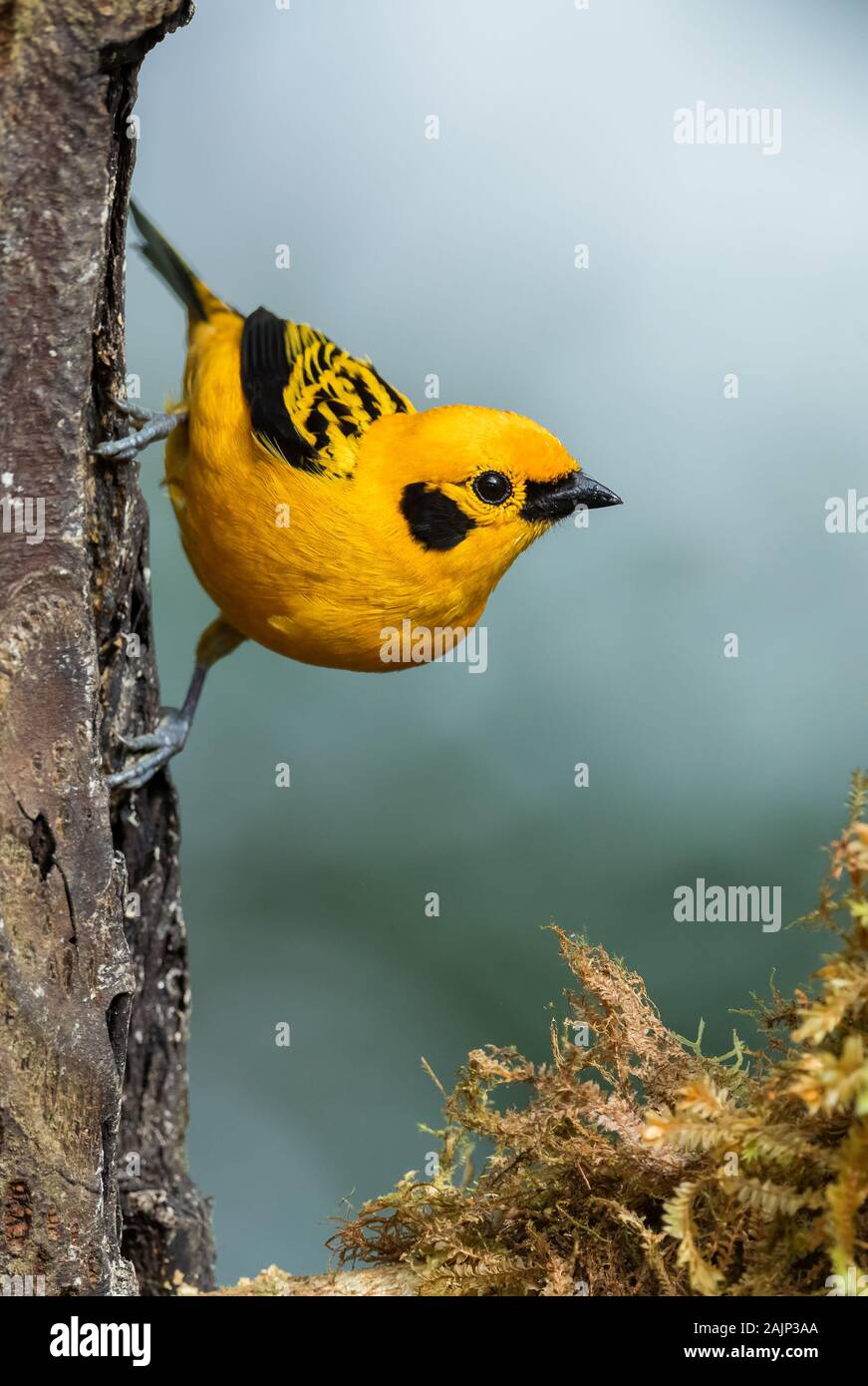 Golden Tanager - Tangara arthus, beautiful yellow tanager from western ...