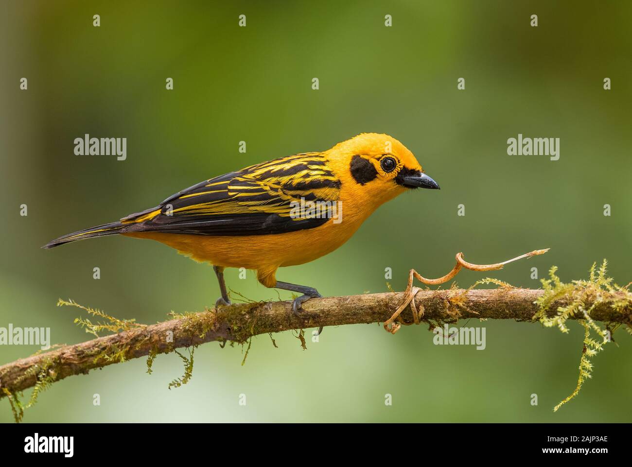 Golden Tanager - Tangara arthus, beautiful yellow tanager from western ...