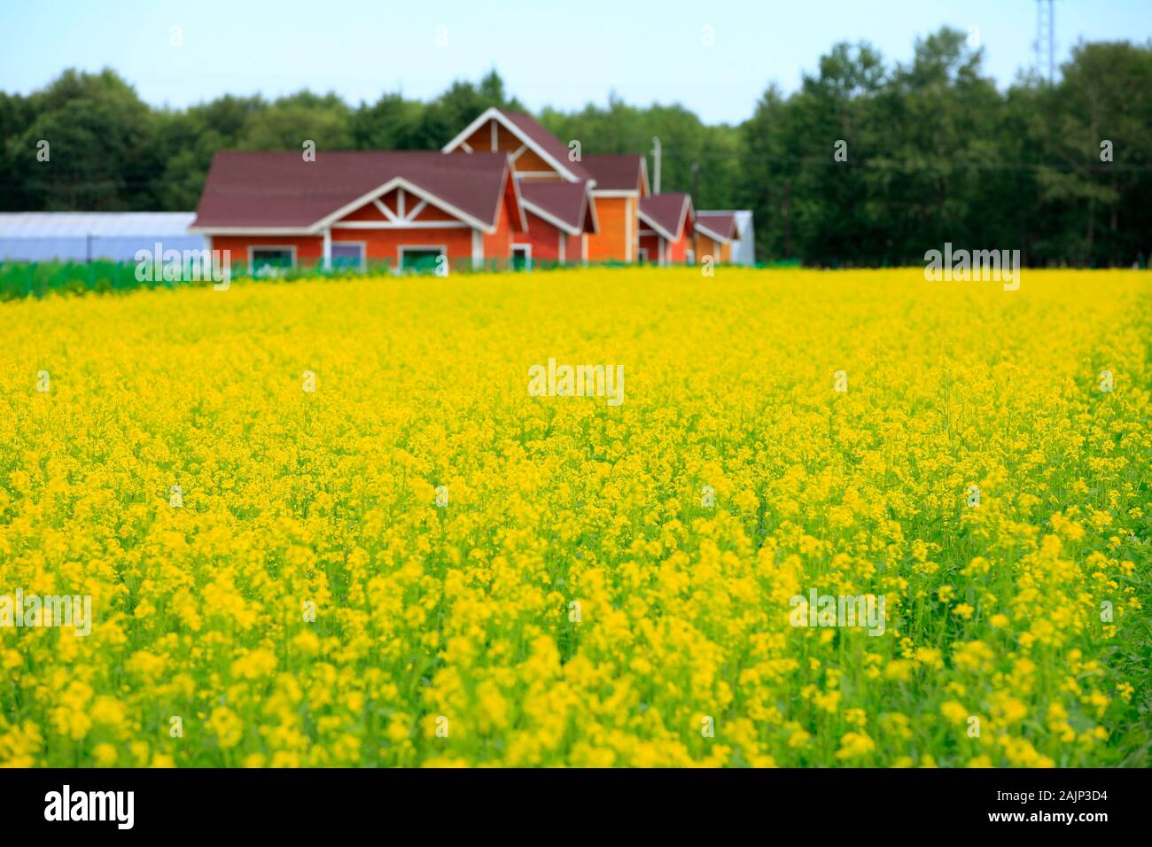 Rape flower, flower is beautiful Stock Photo - Alamy