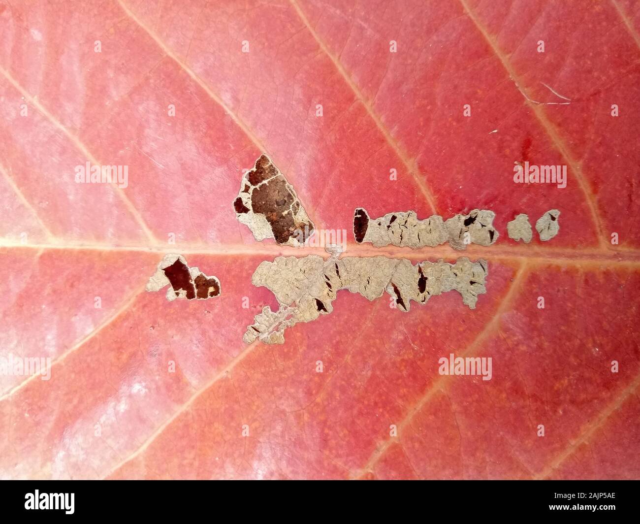 Old red dead leaf Stock Photo - Alamy
