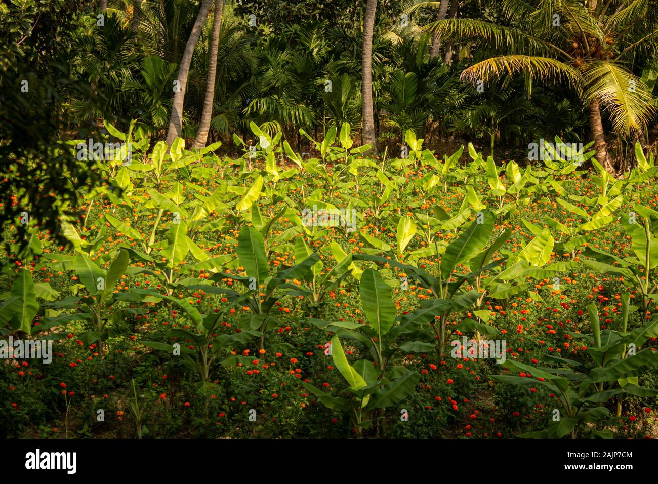 India banana farm hi-res stock photography and images - Alamy