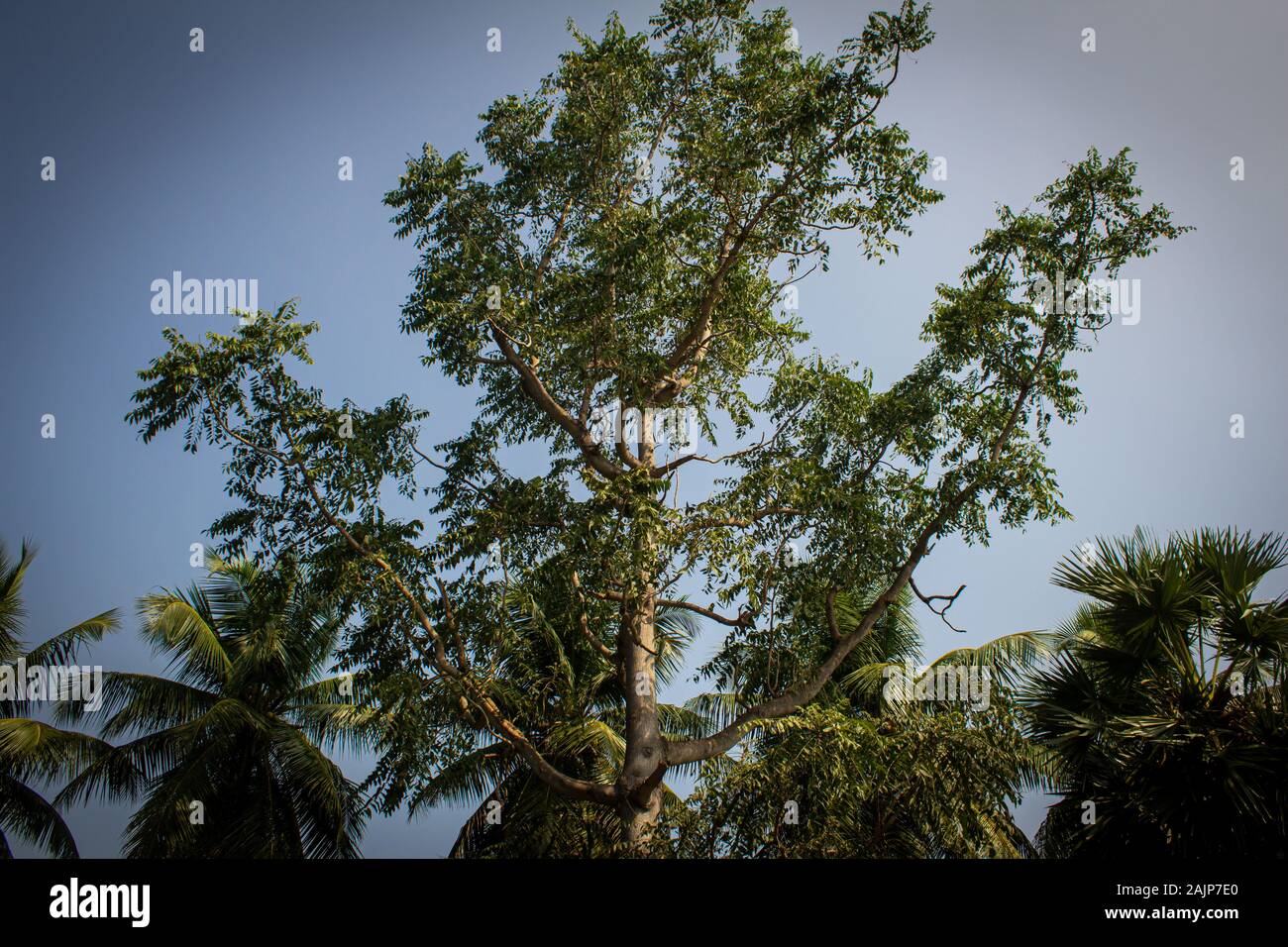 Neem background hi-res stock photography and images - Alamy