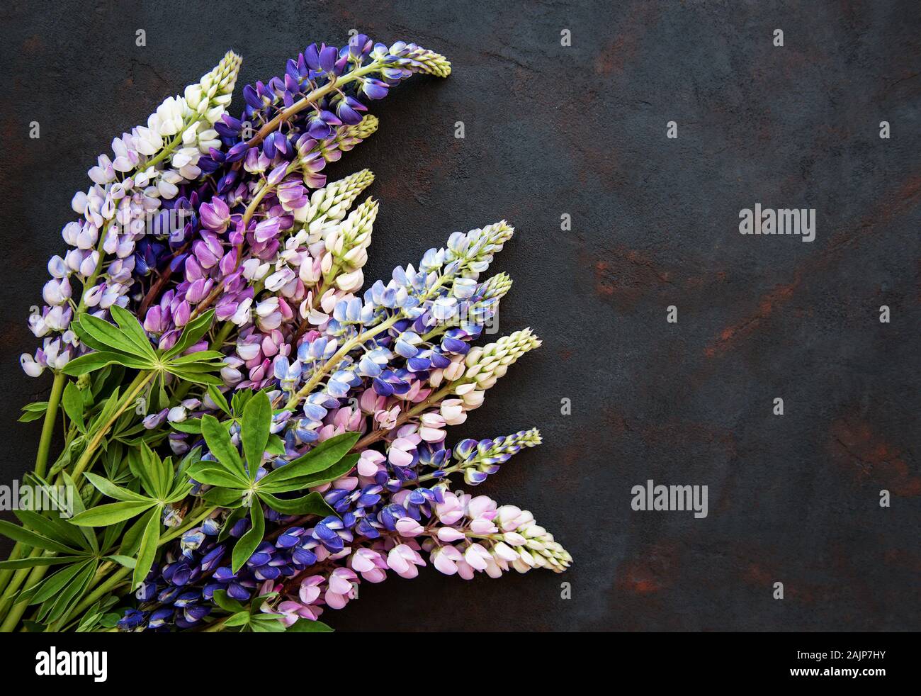 Pink and purple lupine flowers border on a black concrete background ...