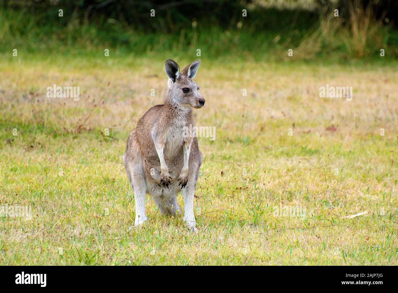 Female kangaroo hi-res stock photography and images - Alamy