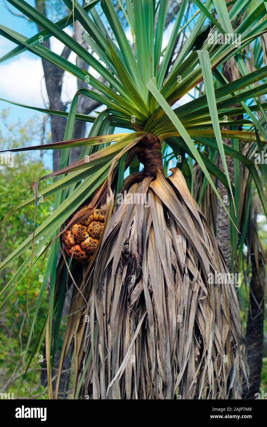 Screw palm hi-res stock photography and images - Alamy