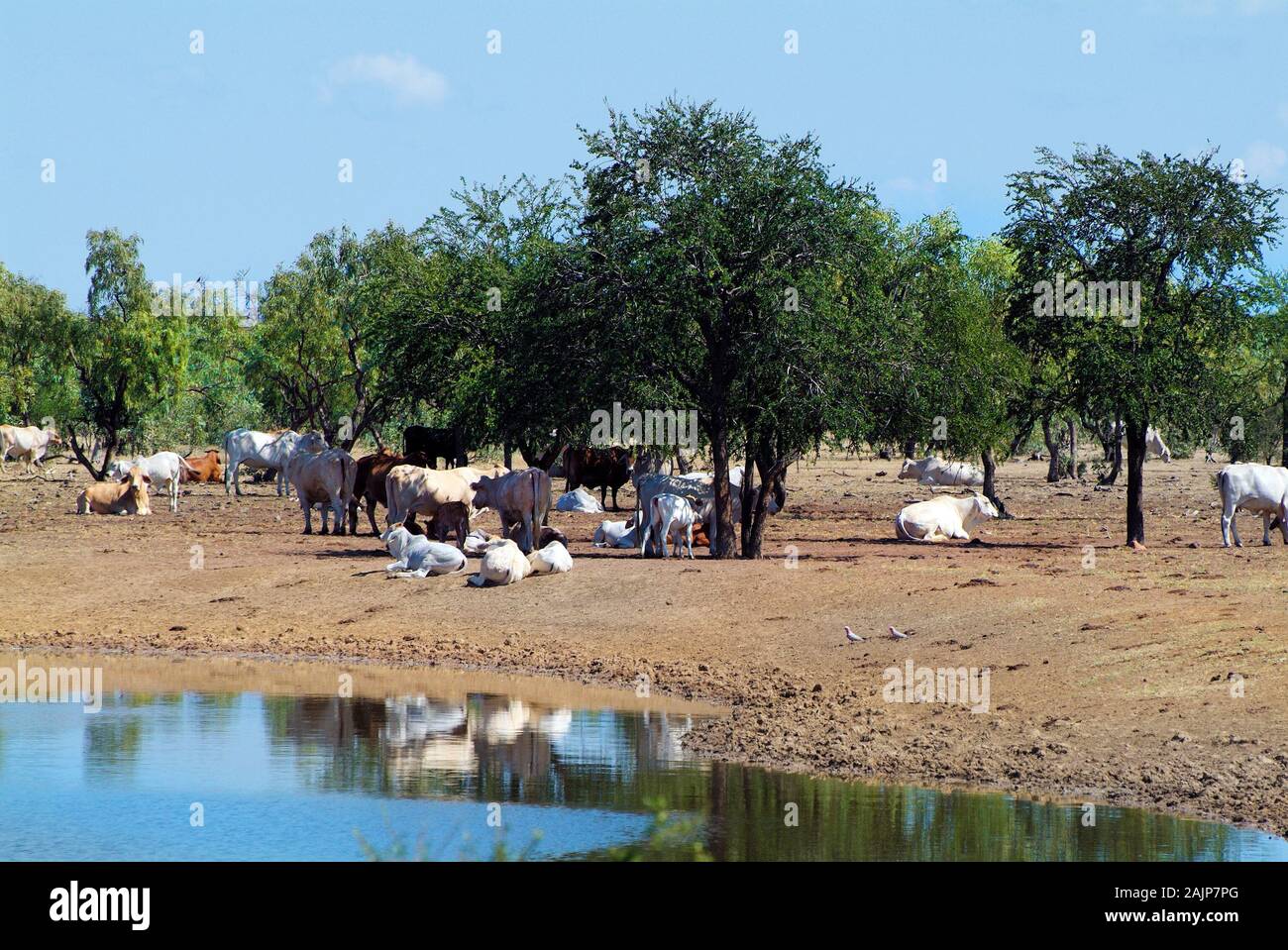 Cattle station northern territory australia hi-res stock photography ...