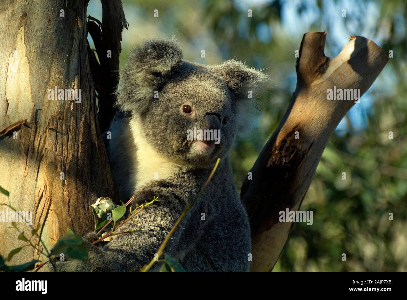 Australia, Koala on eucalyptus tree Stock Photo - Alamy
