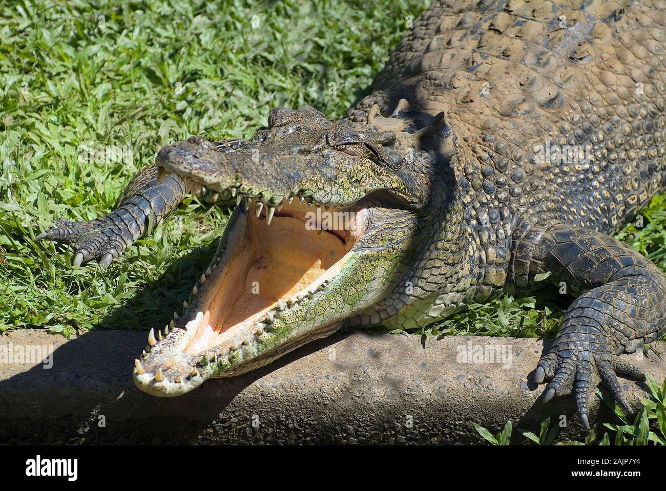 Saltie hi-res stock photography and images - Alamy