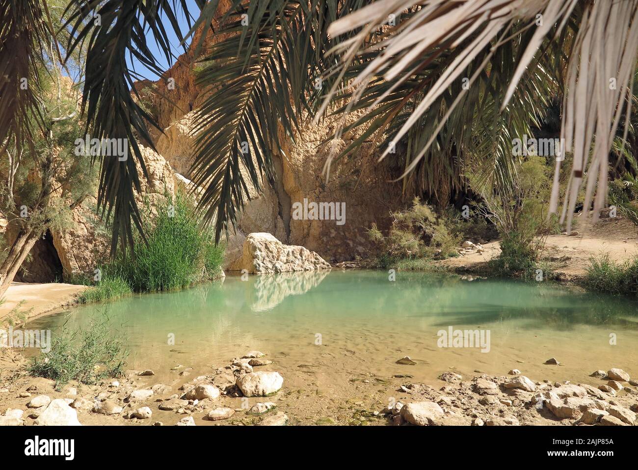 Water pond protected by palm leaves in Chebika oasis Stock Photo - Alamy