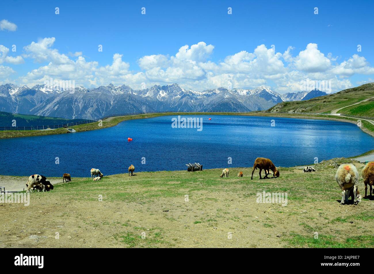 Austrian Sheep High Resolution Stock Photography and Images - Alamy