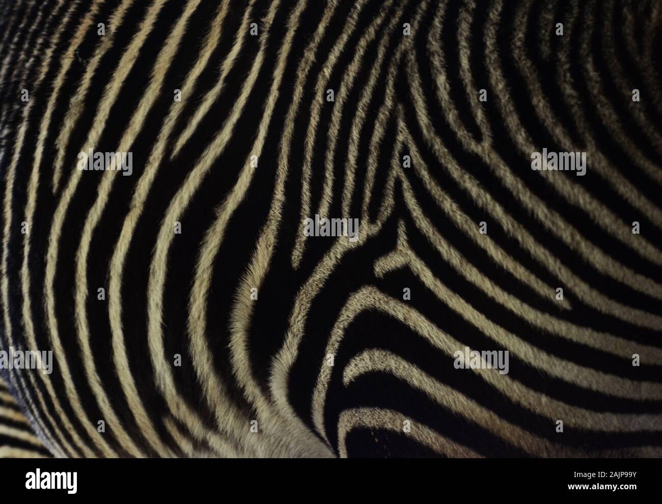 Zebra fur, black and white close up image Stock Photo - Alamy
