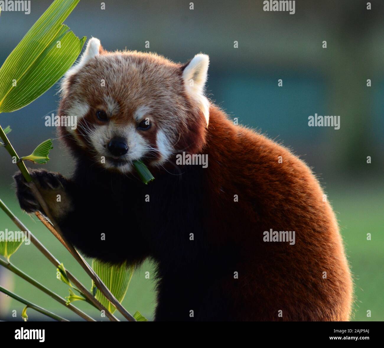 Cute red panda eating leaves in sunshine Stock Photo - Alamy