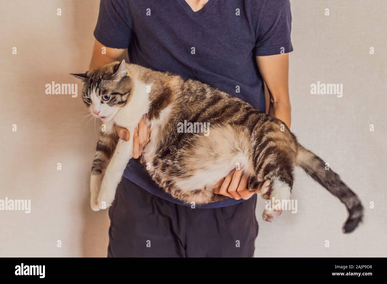 Very fat cat is obese in the hands of the owner Stock Photo - Alamy