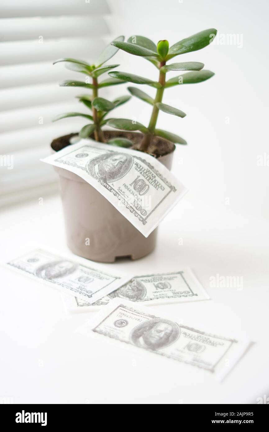 Money tree in a pot with dollar bills, Feng Shui and crassula Stock ...