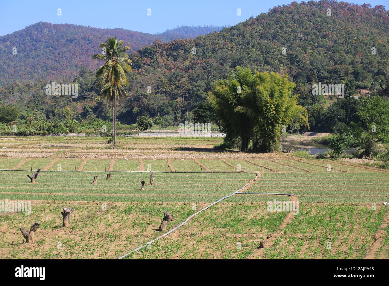 beautiful Pai village in Chiang Rai Stock Photo - Alamy