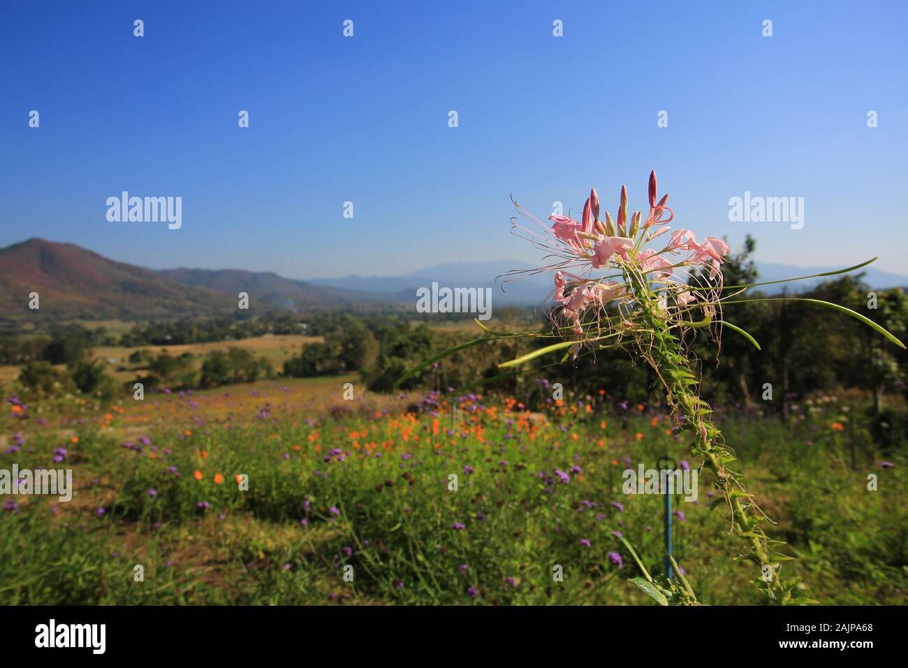 beautiful Pai village in Chiang Rai Stock Photo - Alamy