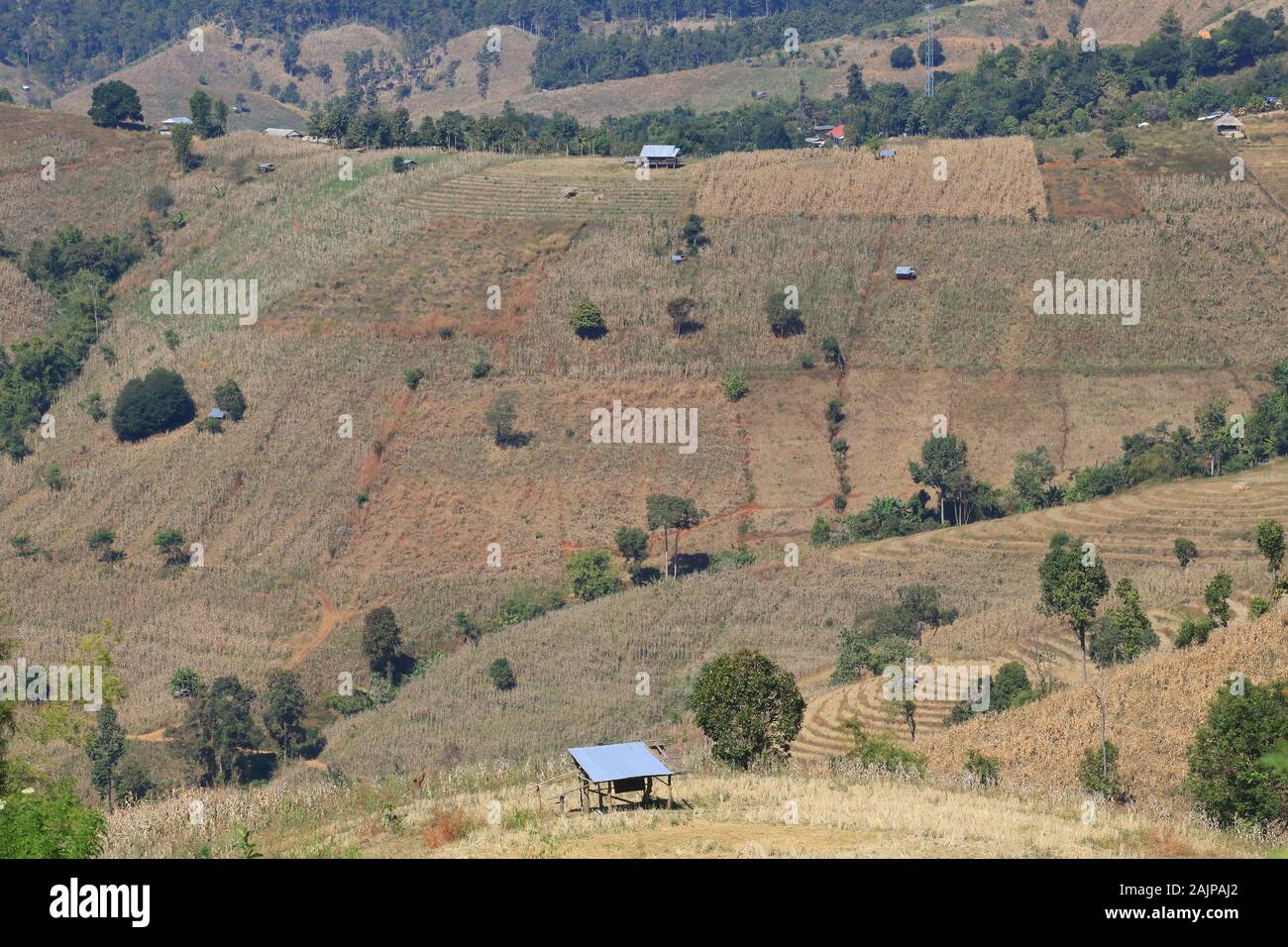 north thailand baan pa bong piang village Stock Photo - Alamy