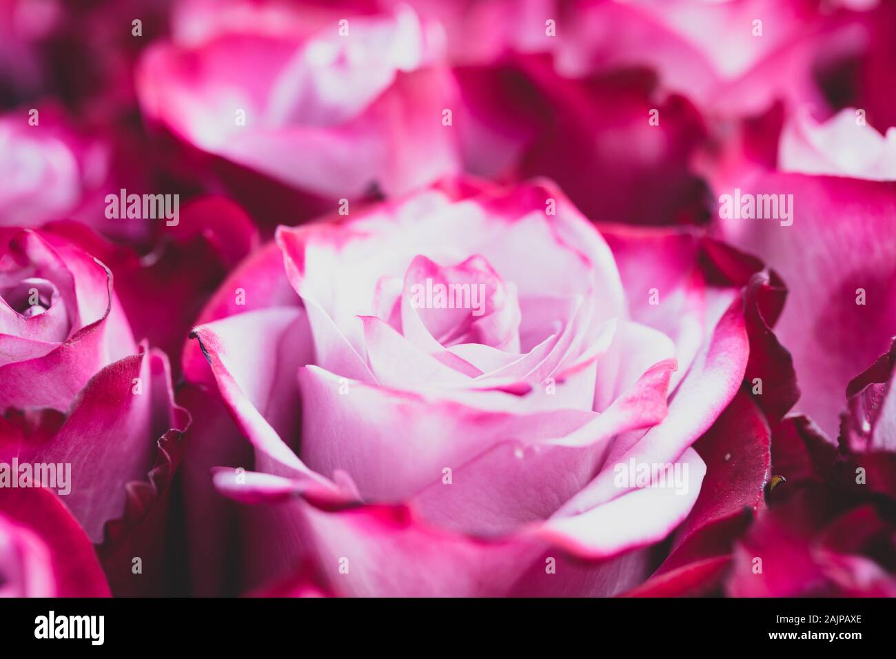 Pink rose flowers background with copy space for text Stock Photo - Alamy