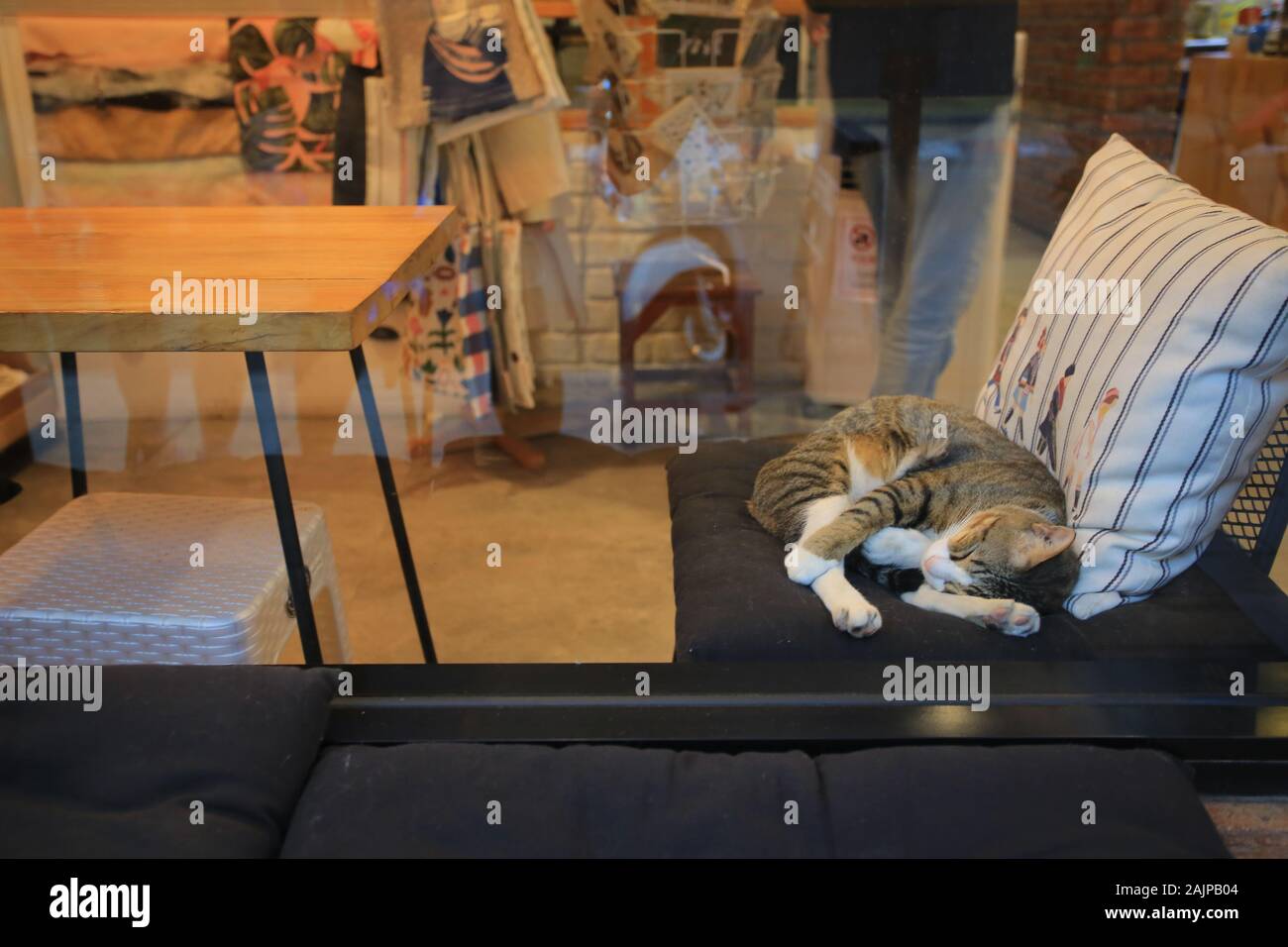 the domestic cat in Chiang Mai city cafe Stock Photo - Alamy