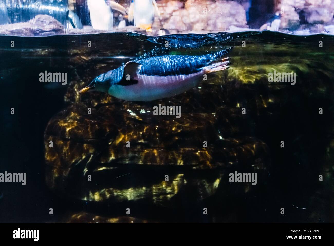 Captive penguin swims inside the artificial pool Stock Photo - Alamy
