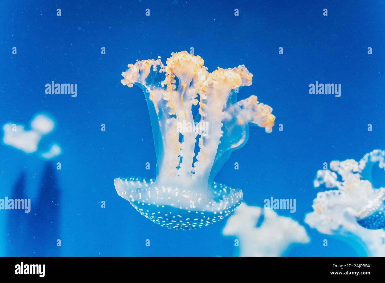 Marine creatures, Medusozoa, jellyfish with jelly-like body and bell ...