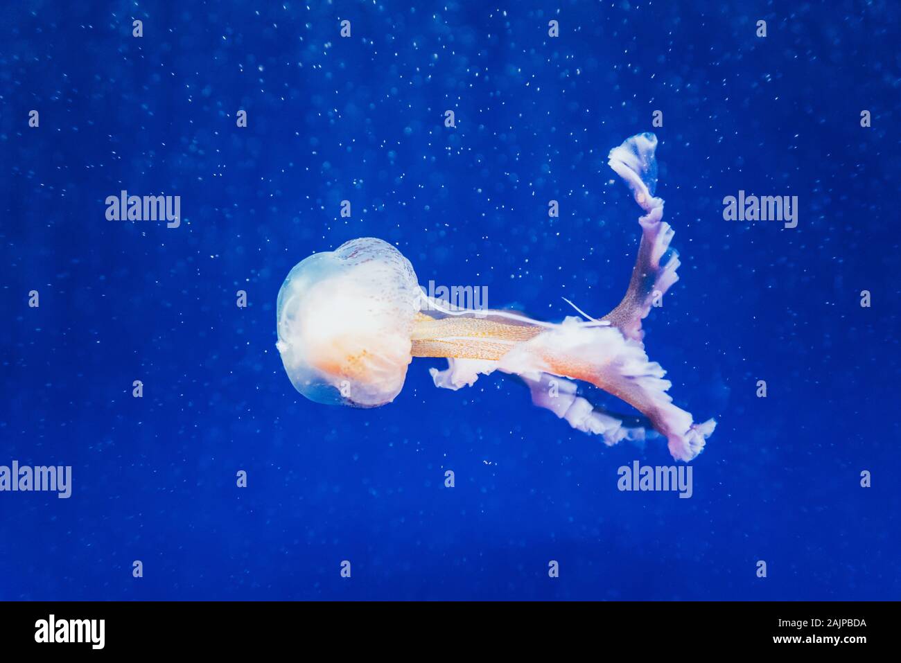 Beautiful translucent white jellyfish floating in the water with blue ...