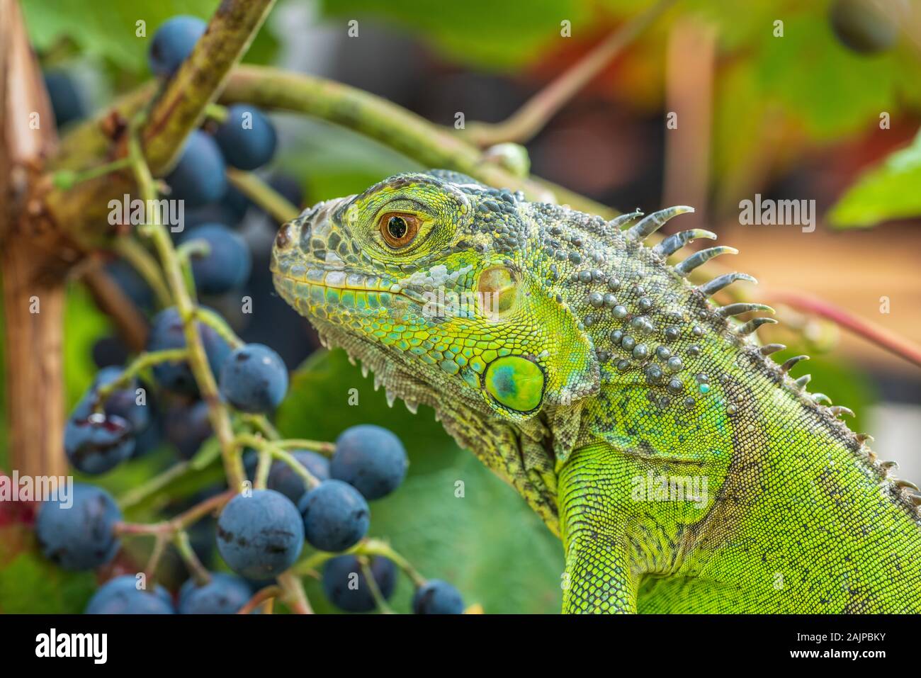 Grape tree bath hi-res stock photography and images - Alamy