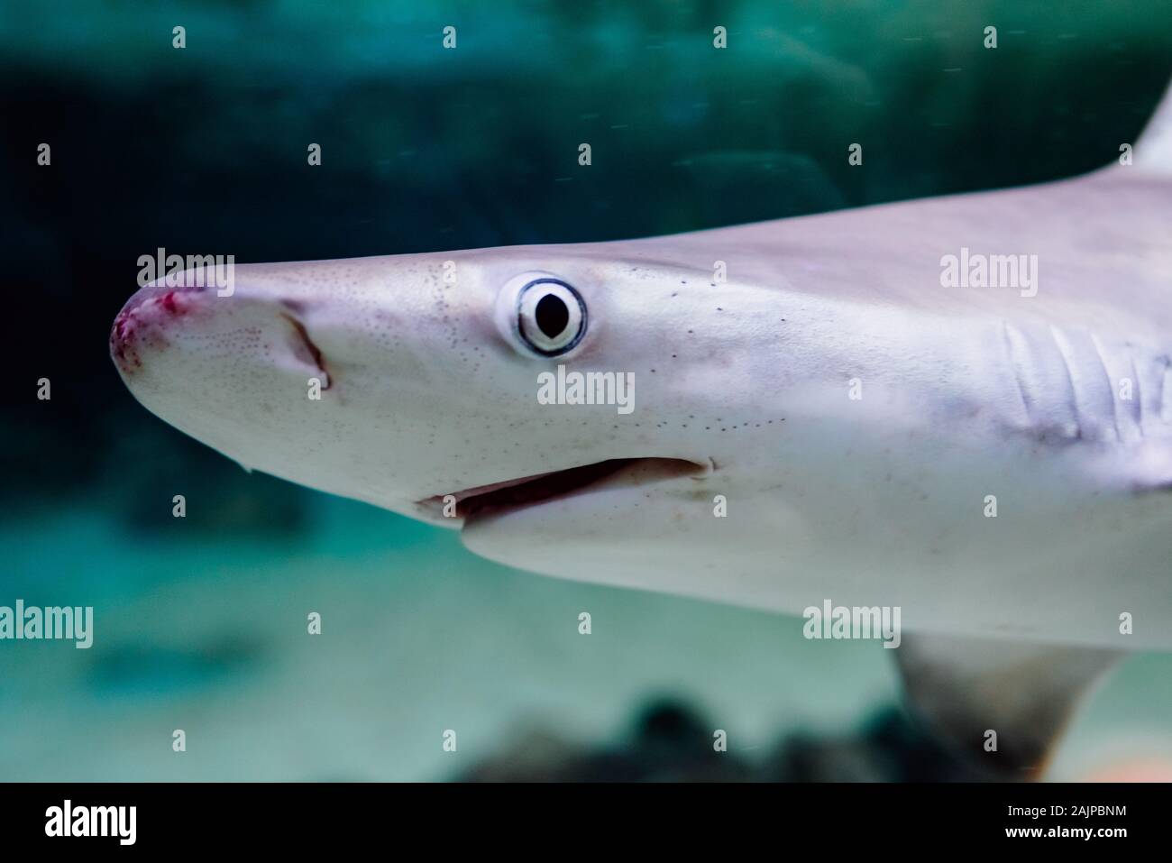 Sharks swimming in a captive pond with deep eyes Stock Photo - Alamy