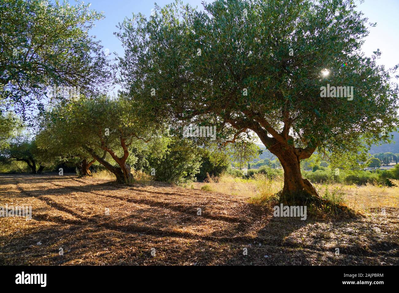 Old olive tree kefalonia cephalonia hi-res stock photography and images ...
