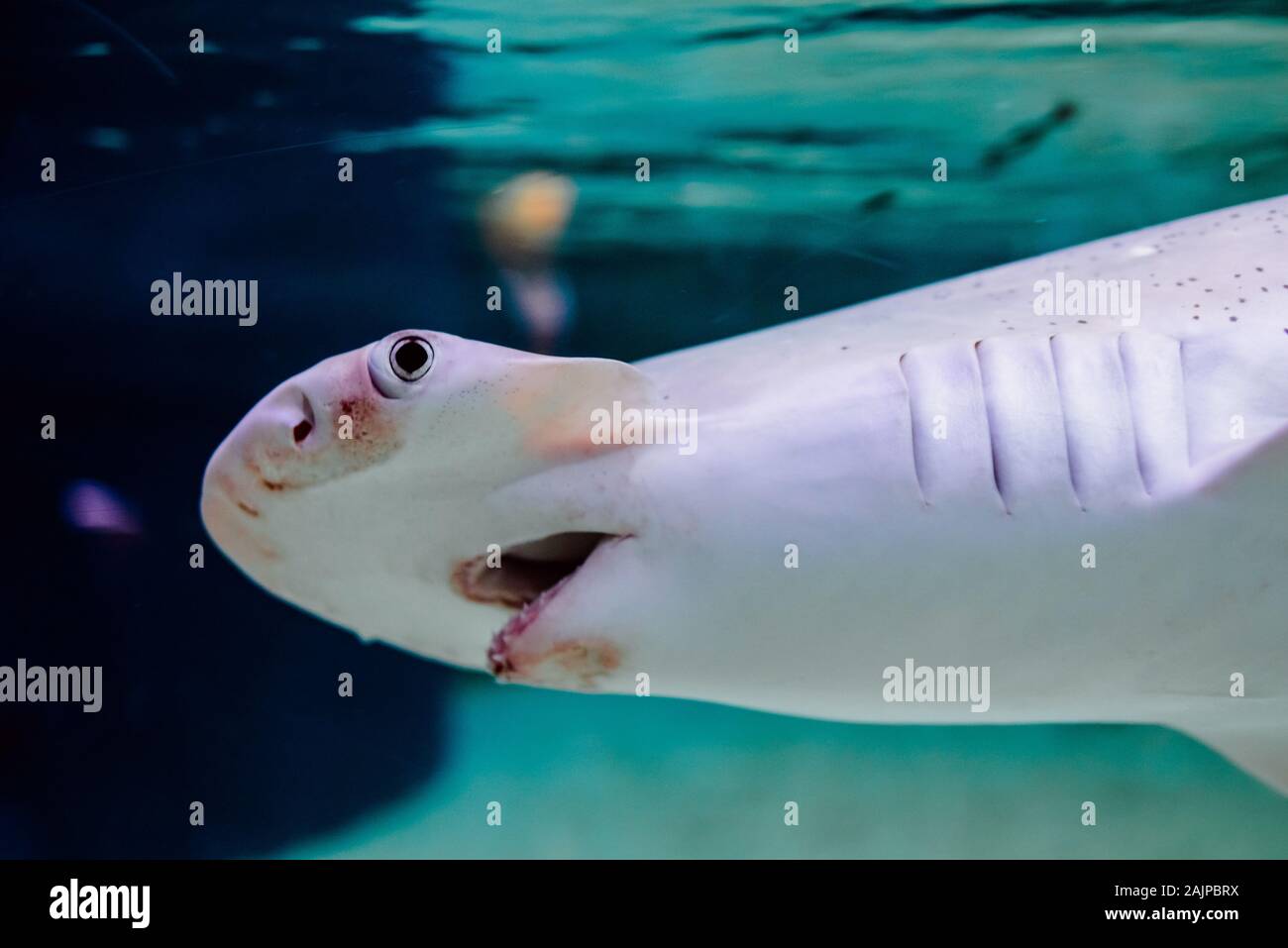 Sharks swimming in a captive pond with deep eyes Stock Photo - Alamy