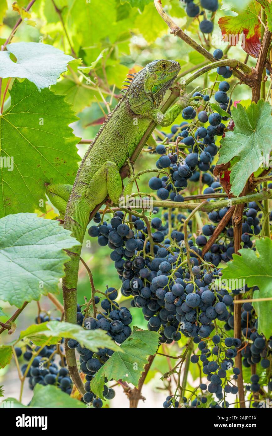 Grape tree bath hi-res stock photography and images - Alamy