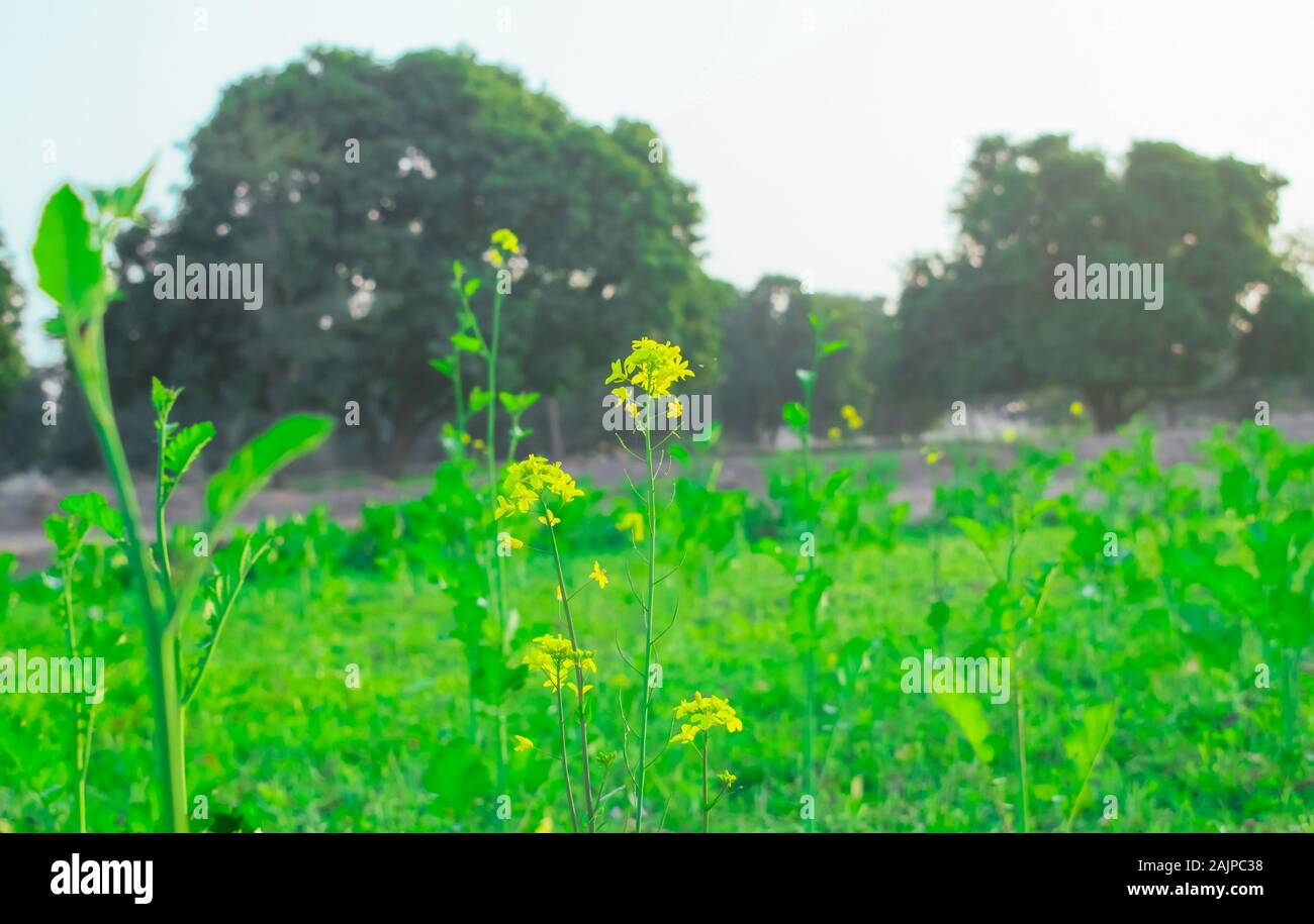 Beautiful mustered plants with their colourful leaves and flowers in a ...