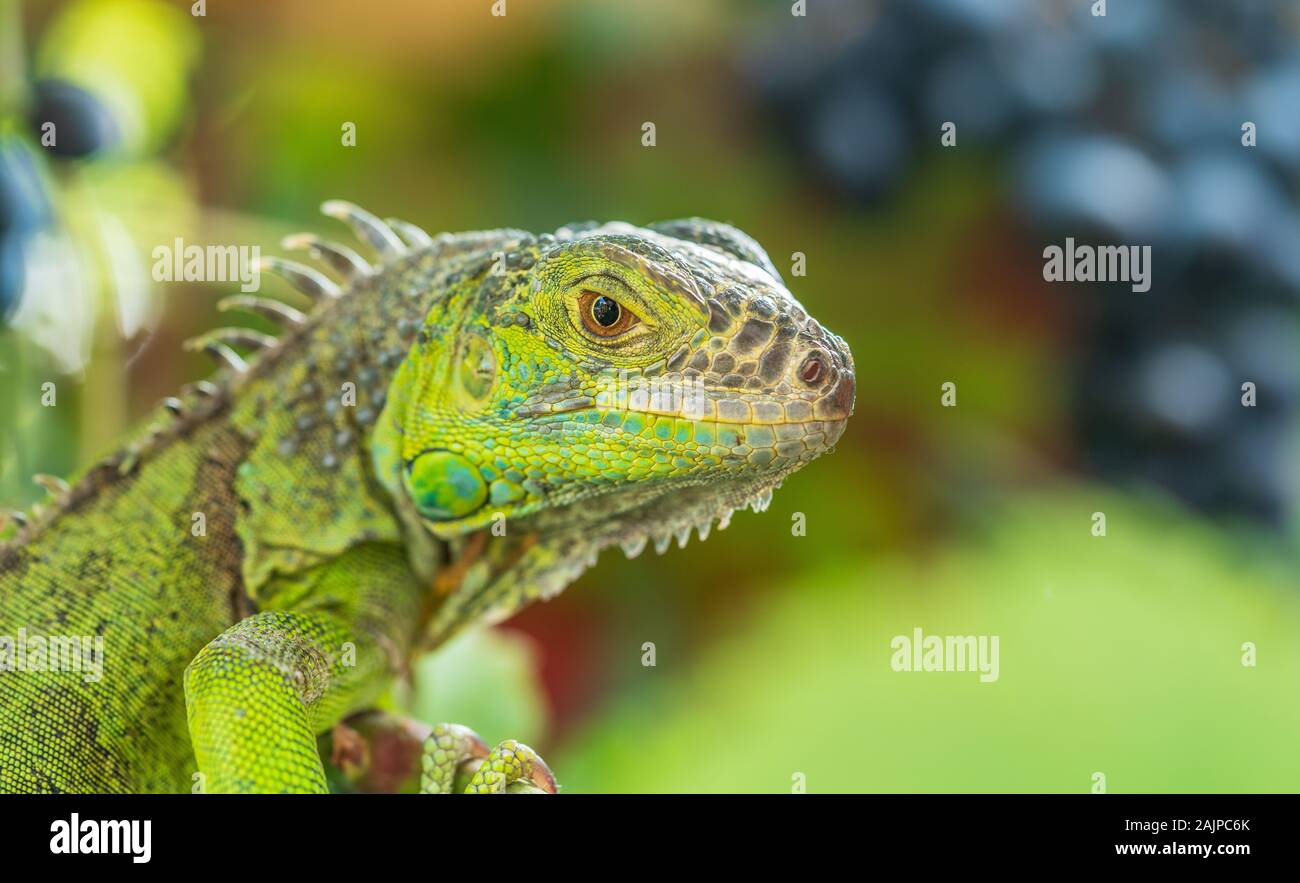 Grape tree bath hi-res stock photography and images - Alamy