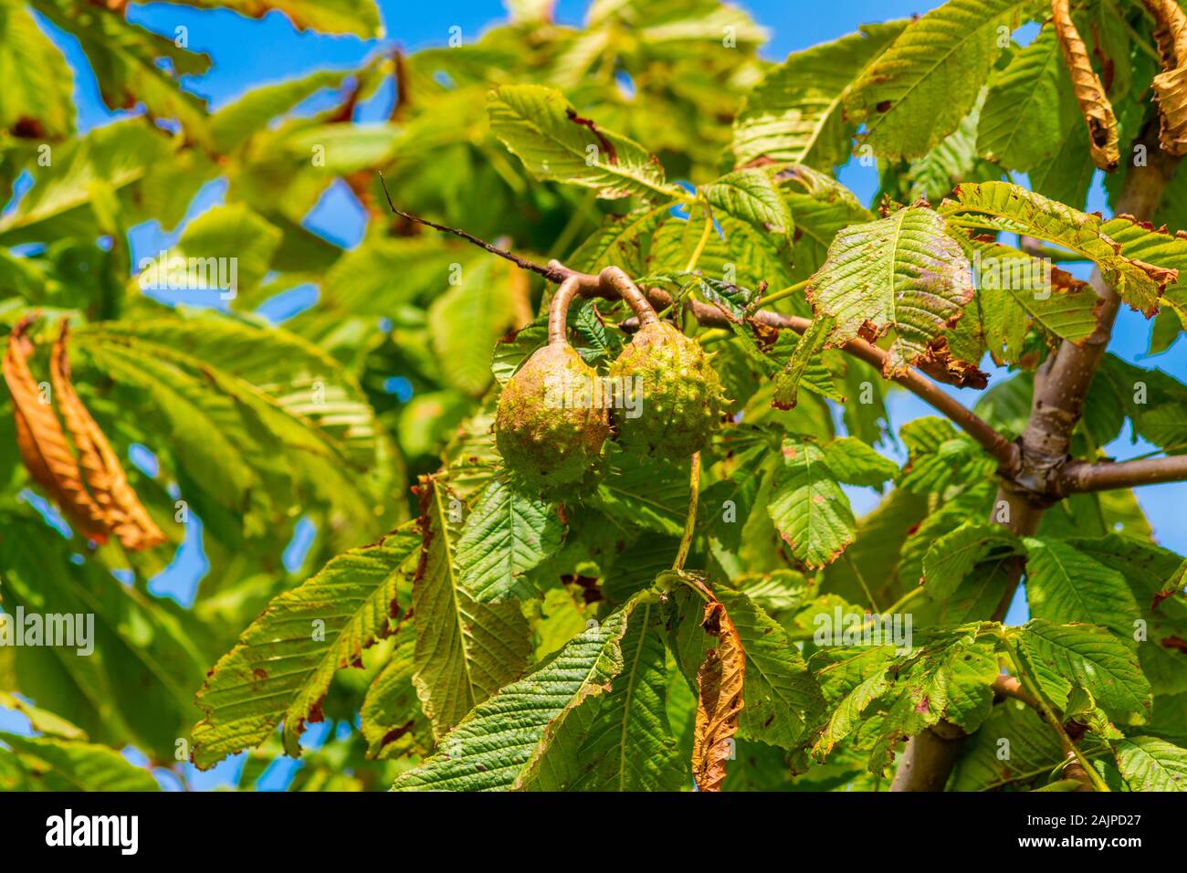 A cluster of conkers in their ripe spiky shells on a horse chestnut ...