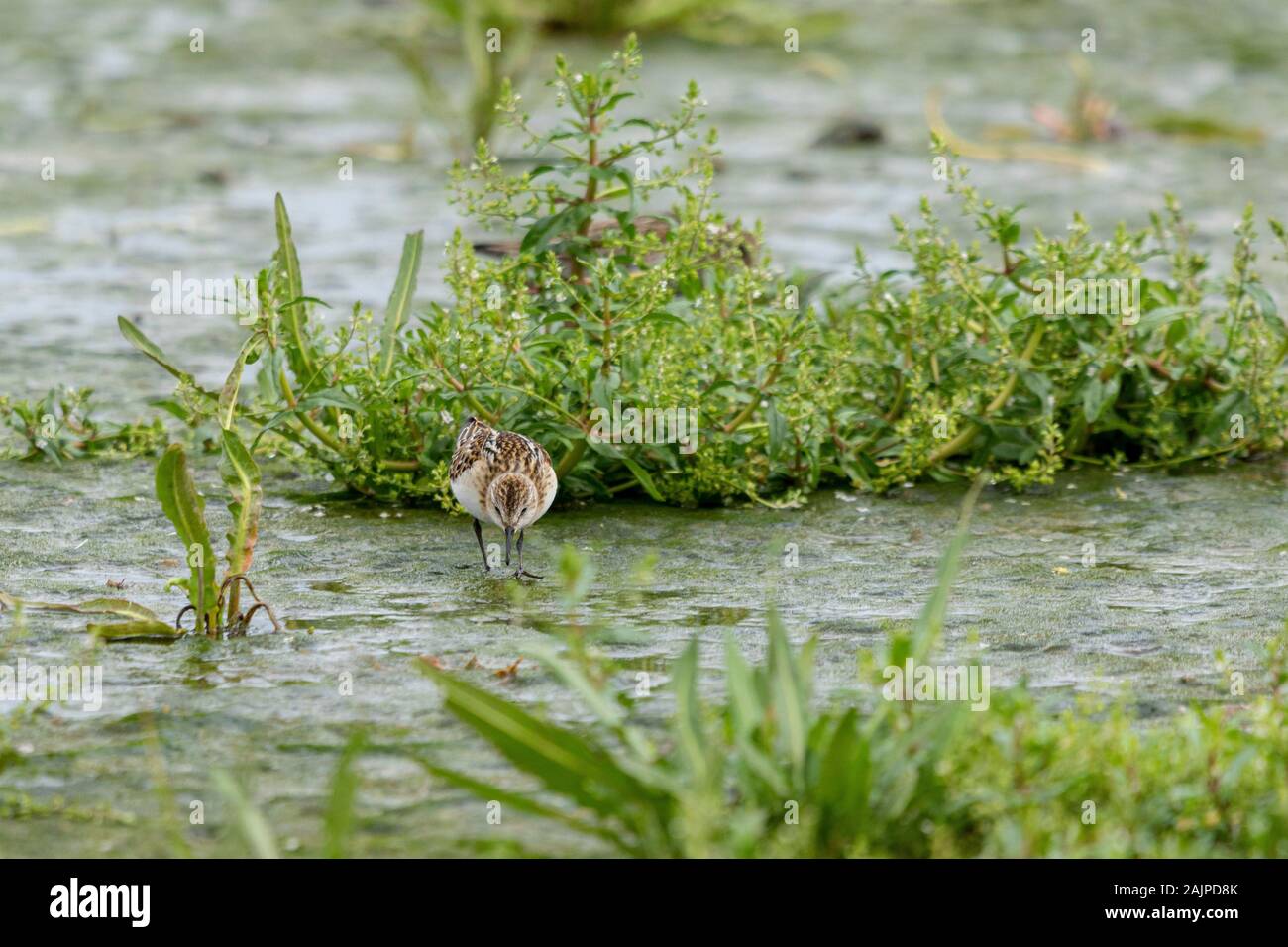Little stint breeding plumage hi-res stock photography and images - Alamy
