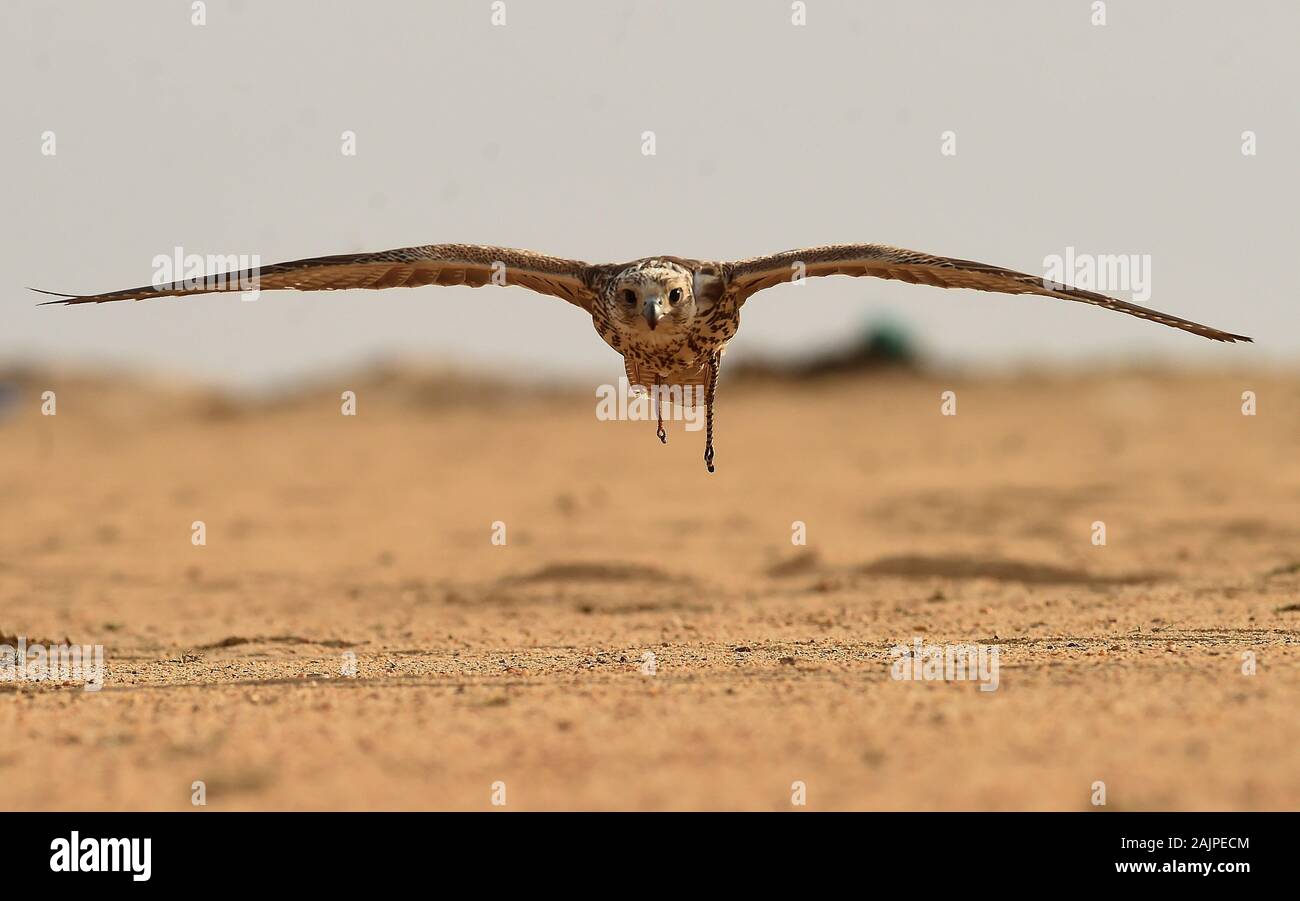 Jahra Governorate, Kuwait. 5th Jan, 2020. A falcon flies during a ...
