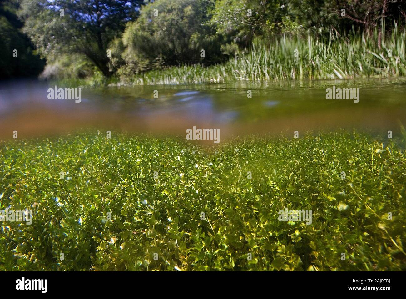 Underwater landscape in riverbed hi-res stock photography and images ...