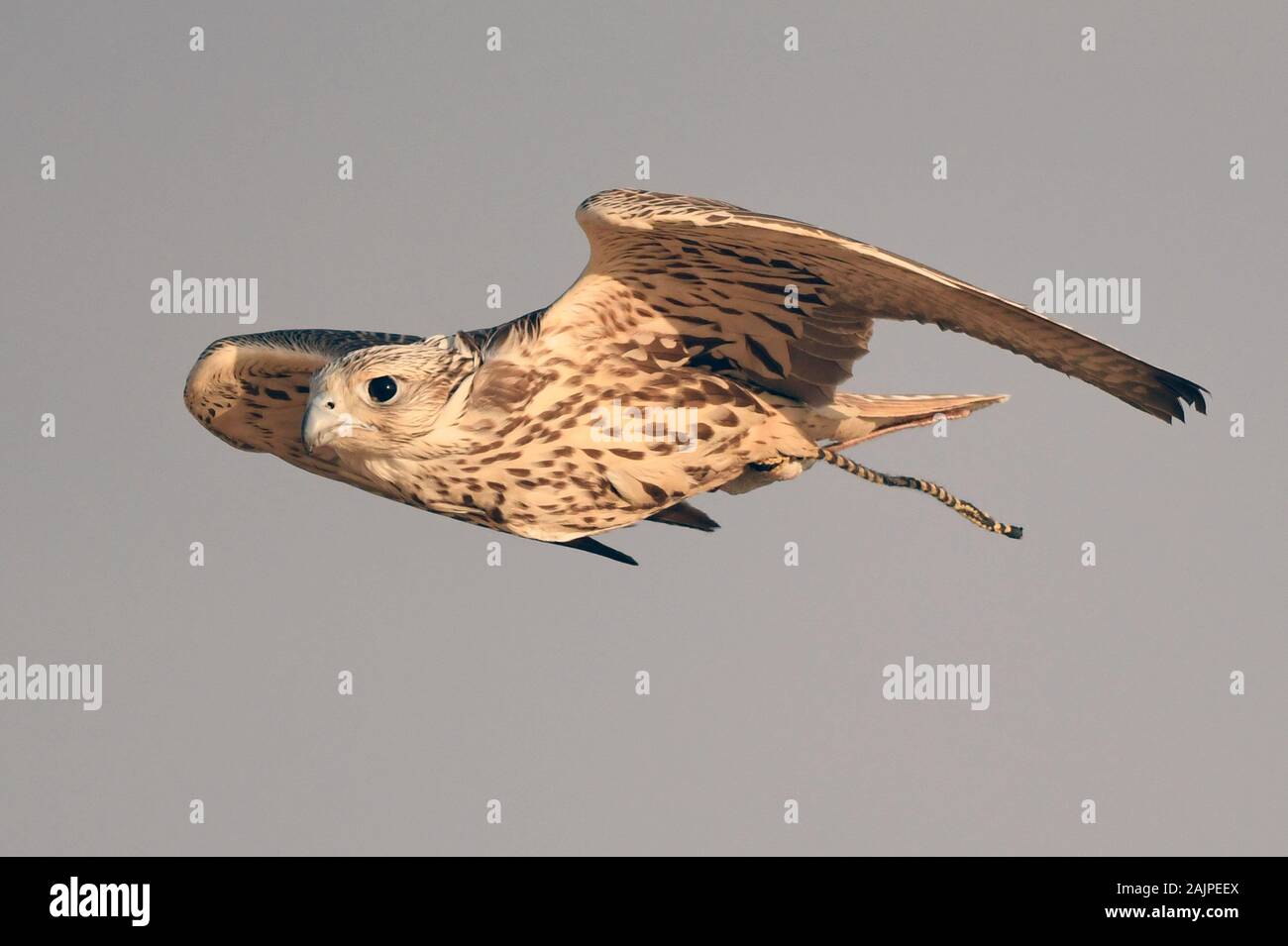 Falcon flies hi-res stock photography and images - Alamy