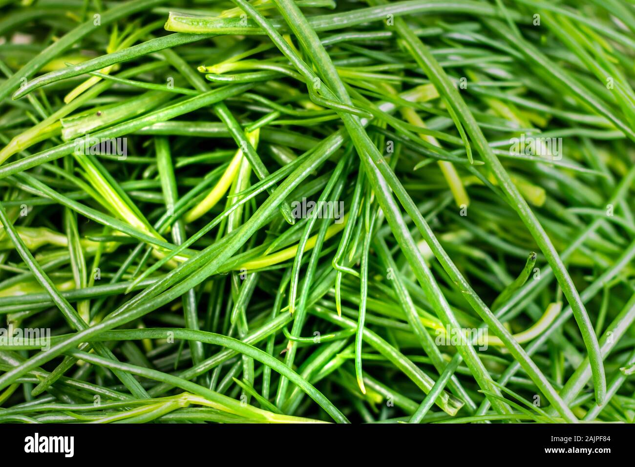 Friar Beard High Resolution Stock Photography and Images - Alamy