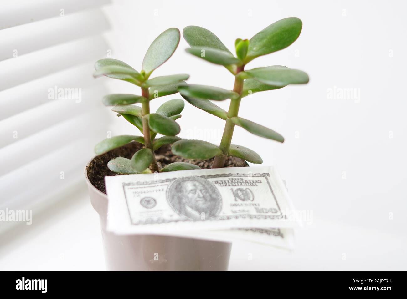Money tree in a pot with two dollar bills, Feng Shui and crassula plant ...