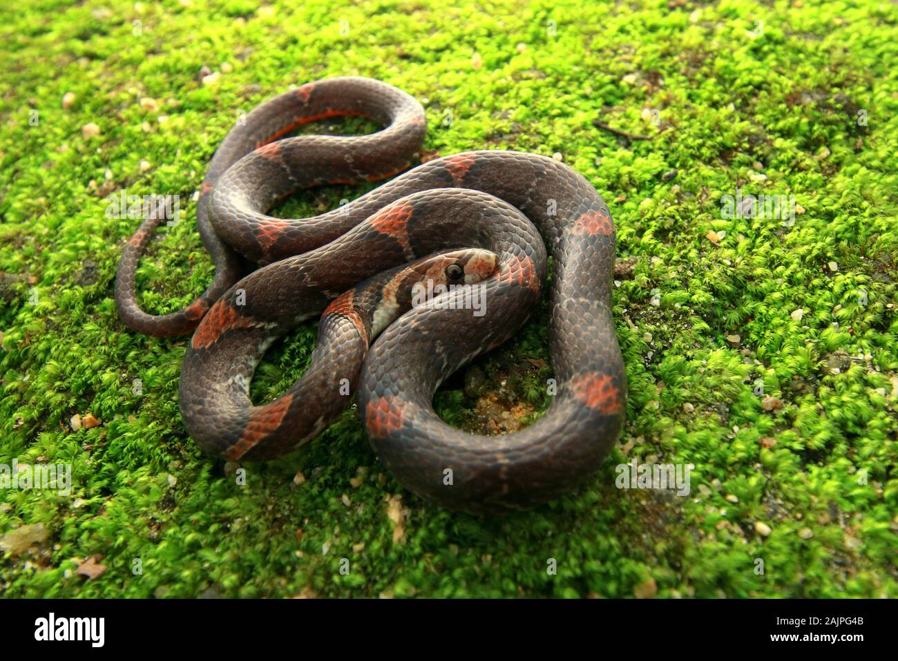 Kukri snakes of malaysia hi-res stock photography and images - Alamy