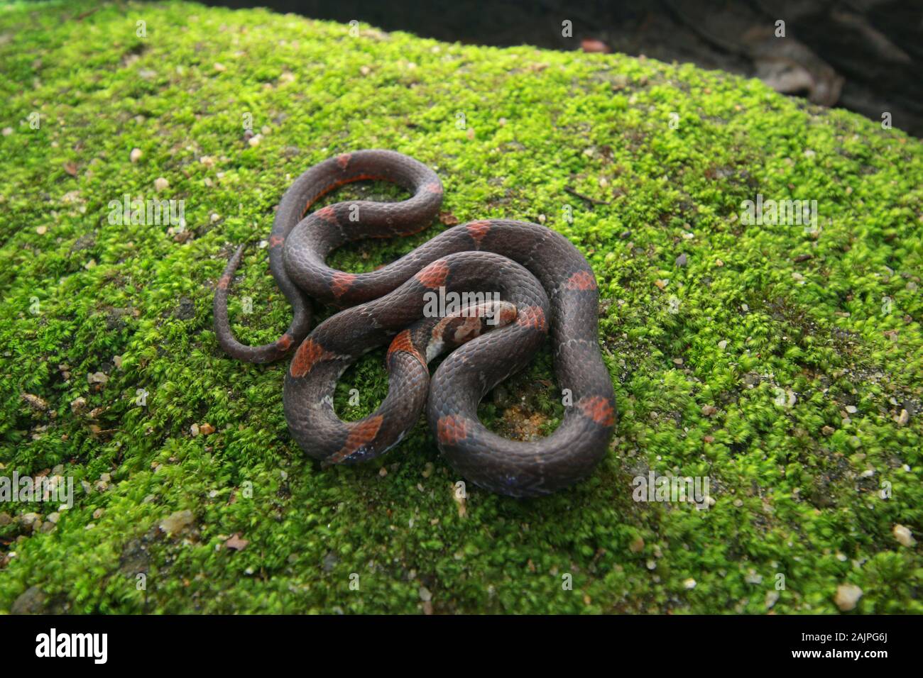 Barred Kukri Snake, Oligodon signatus is a snake from the kukri-fanged ...