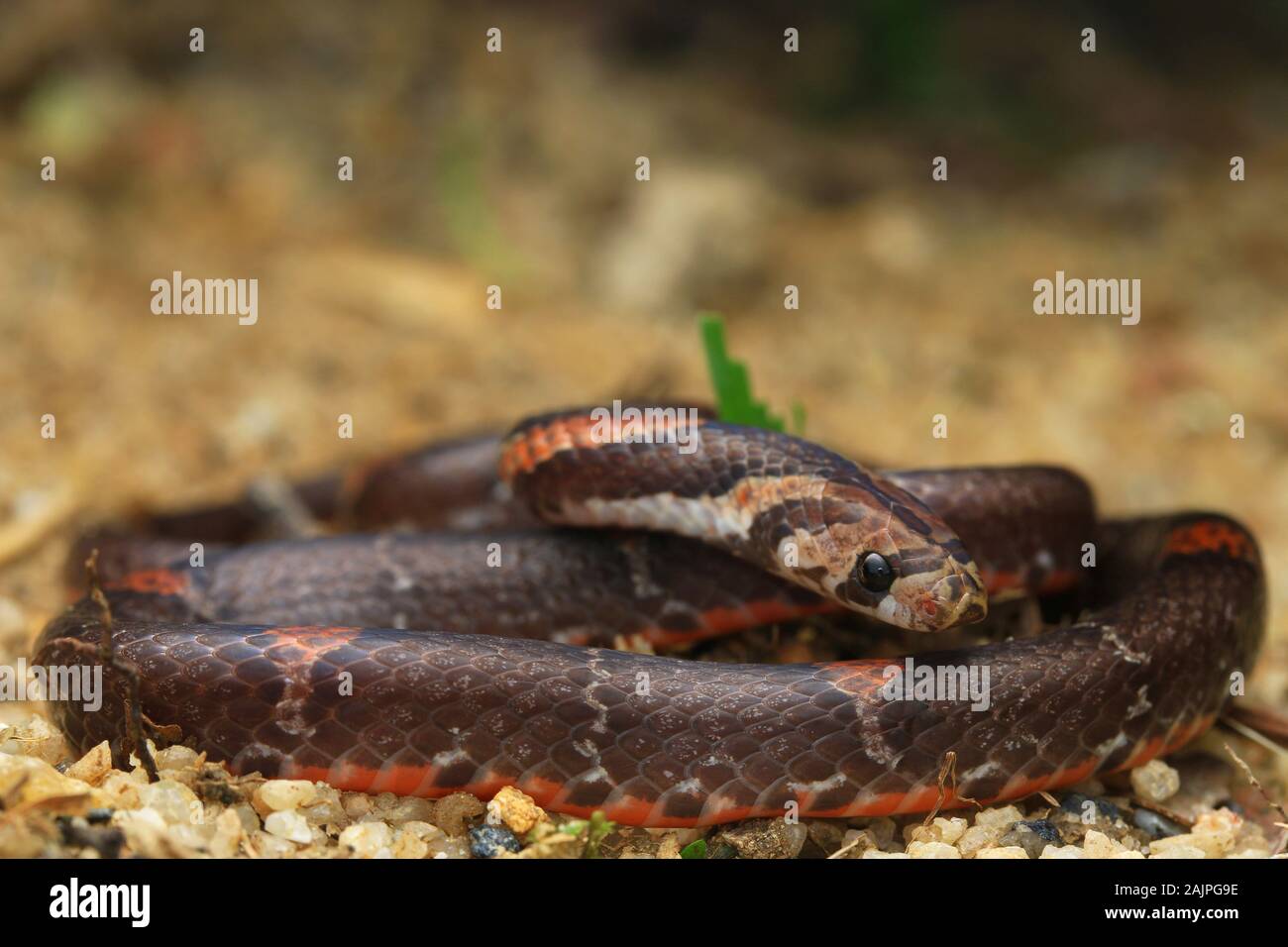 Kukri Snakes Of Malaysia Hi-res Stock Photography And, 45% OFF