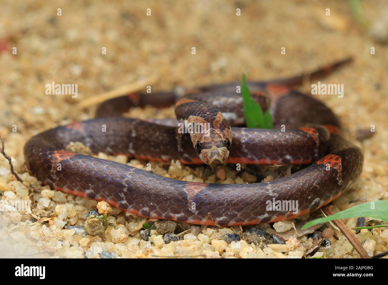 Kukri snakes of malaysia hi-res stock photography and images - Alamy