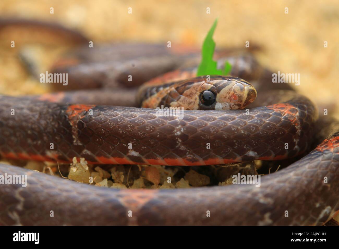 Barred Kukri Snake, Oligodon signatus is a snake from the kukri-fanged ...