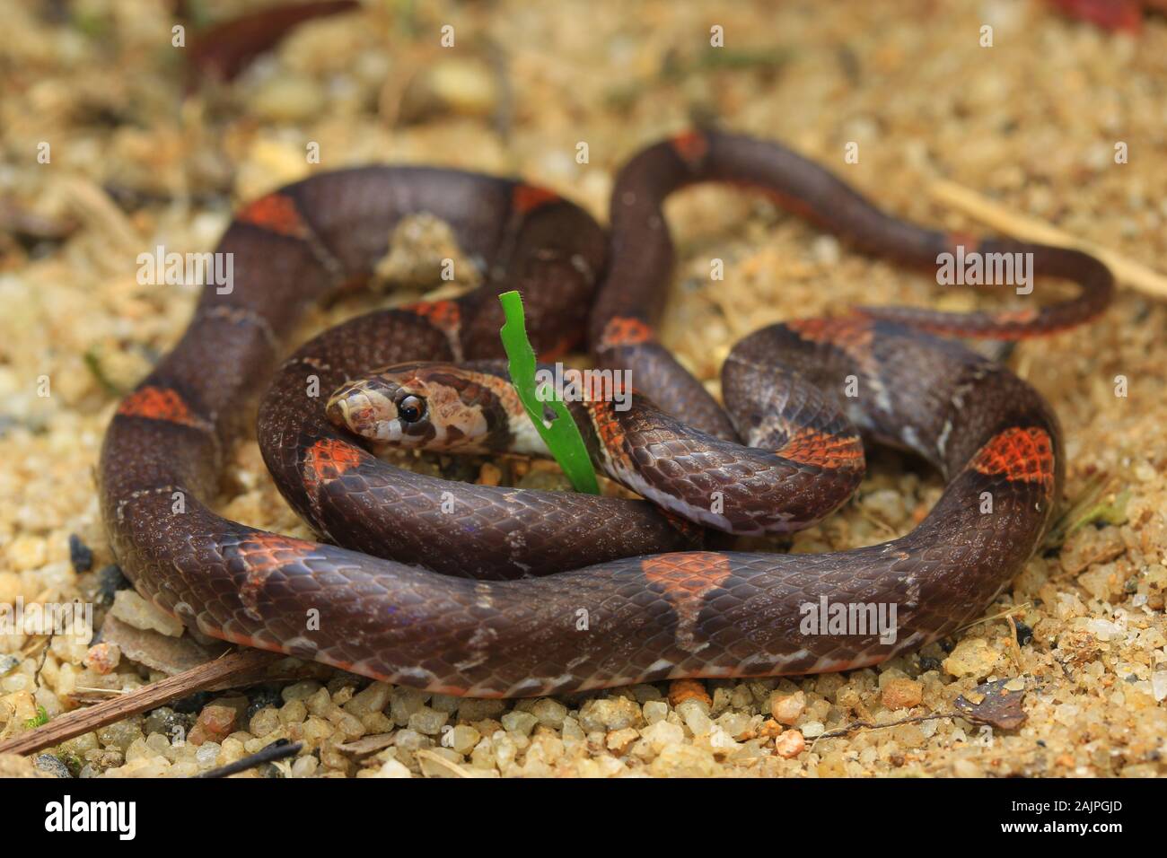 Kukri Snakes Of Malaysia Hi-res Stock Photography And, 45% OFF