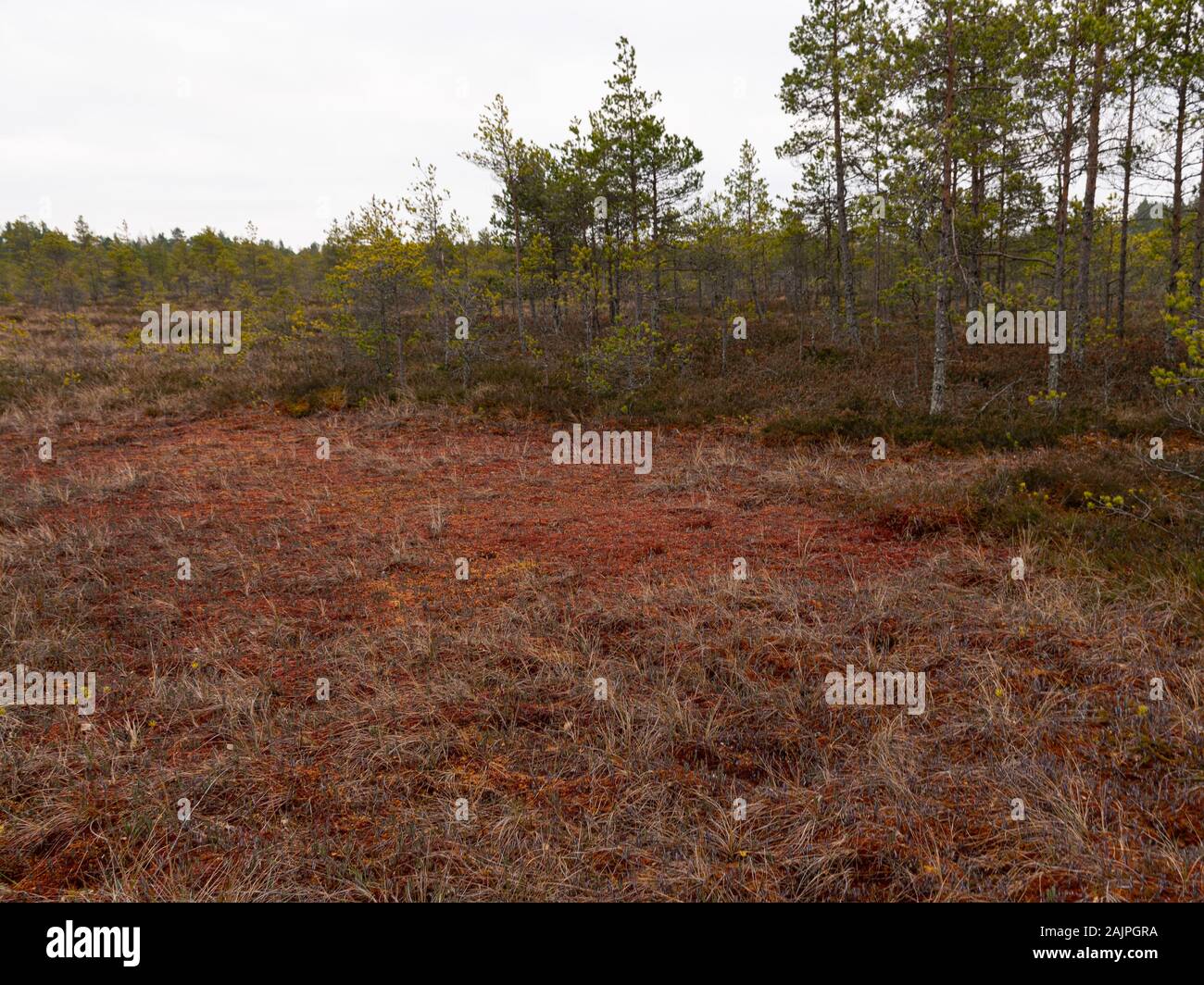 bog landscape, bog plants and trees of different colors Stock Photo - Alamy