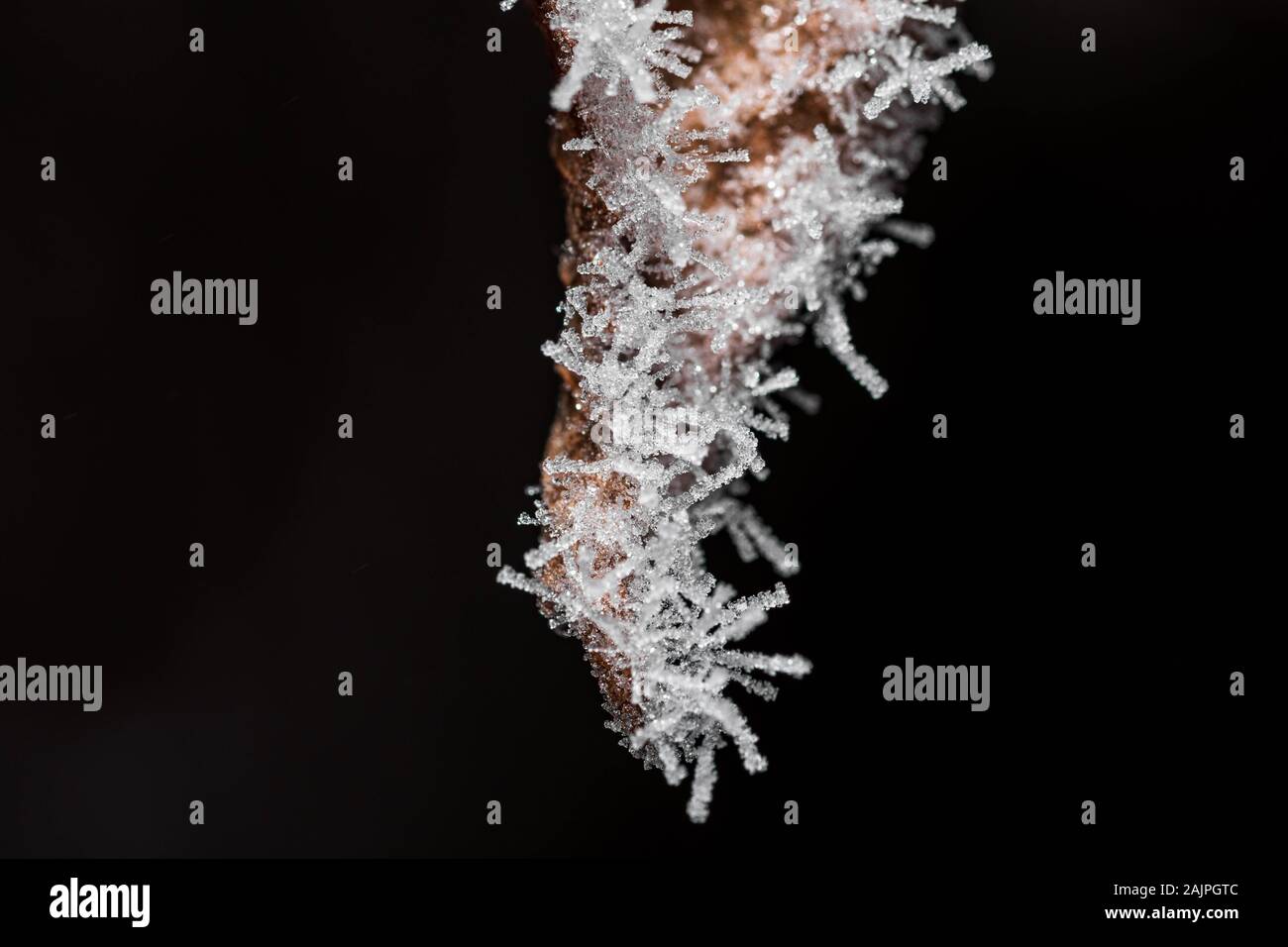 Frost flowers hanging by a piece of sharp metal, with a black ...