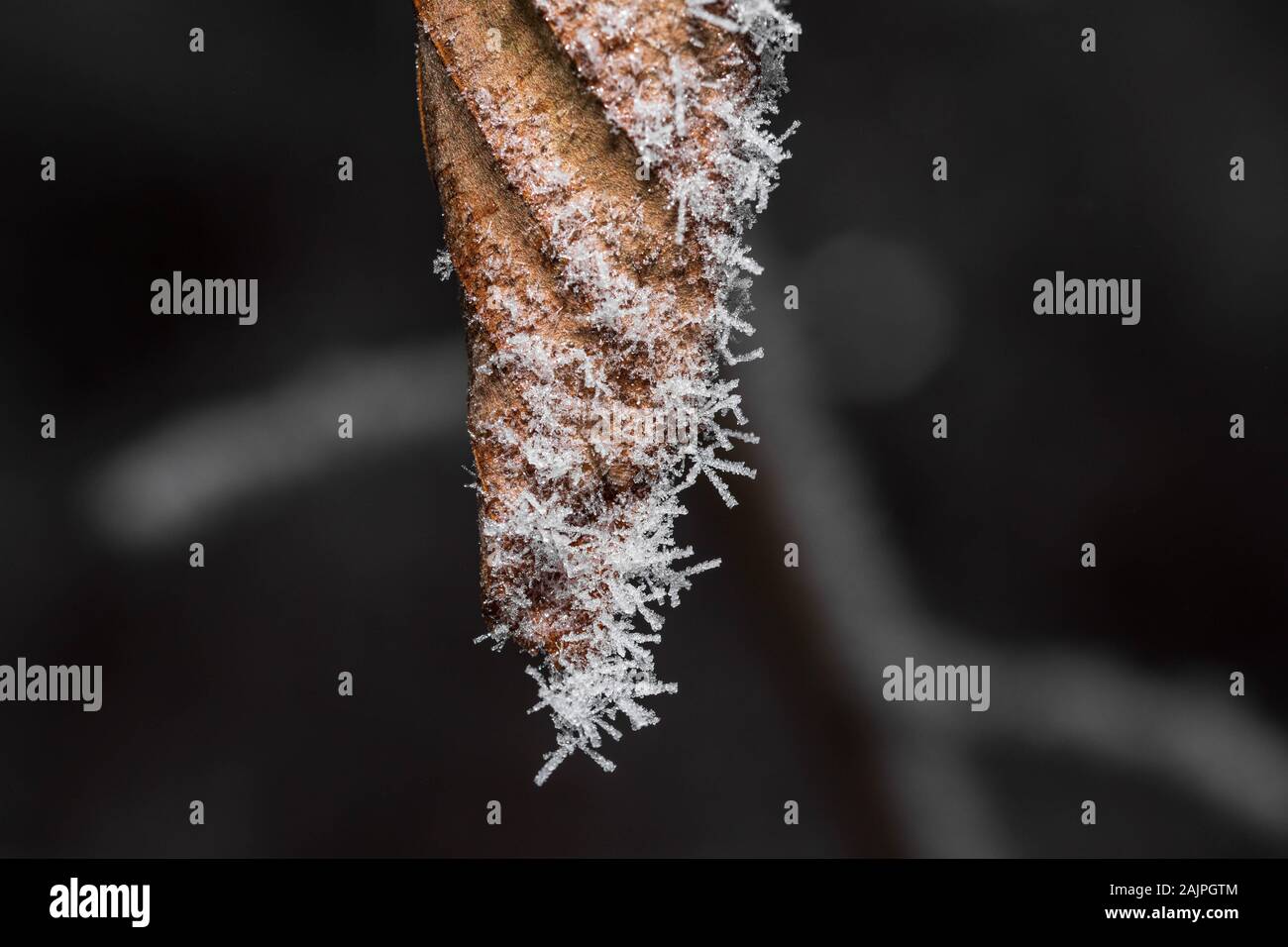 Frost flowers arctic hi-res stock photography and images - Alamy