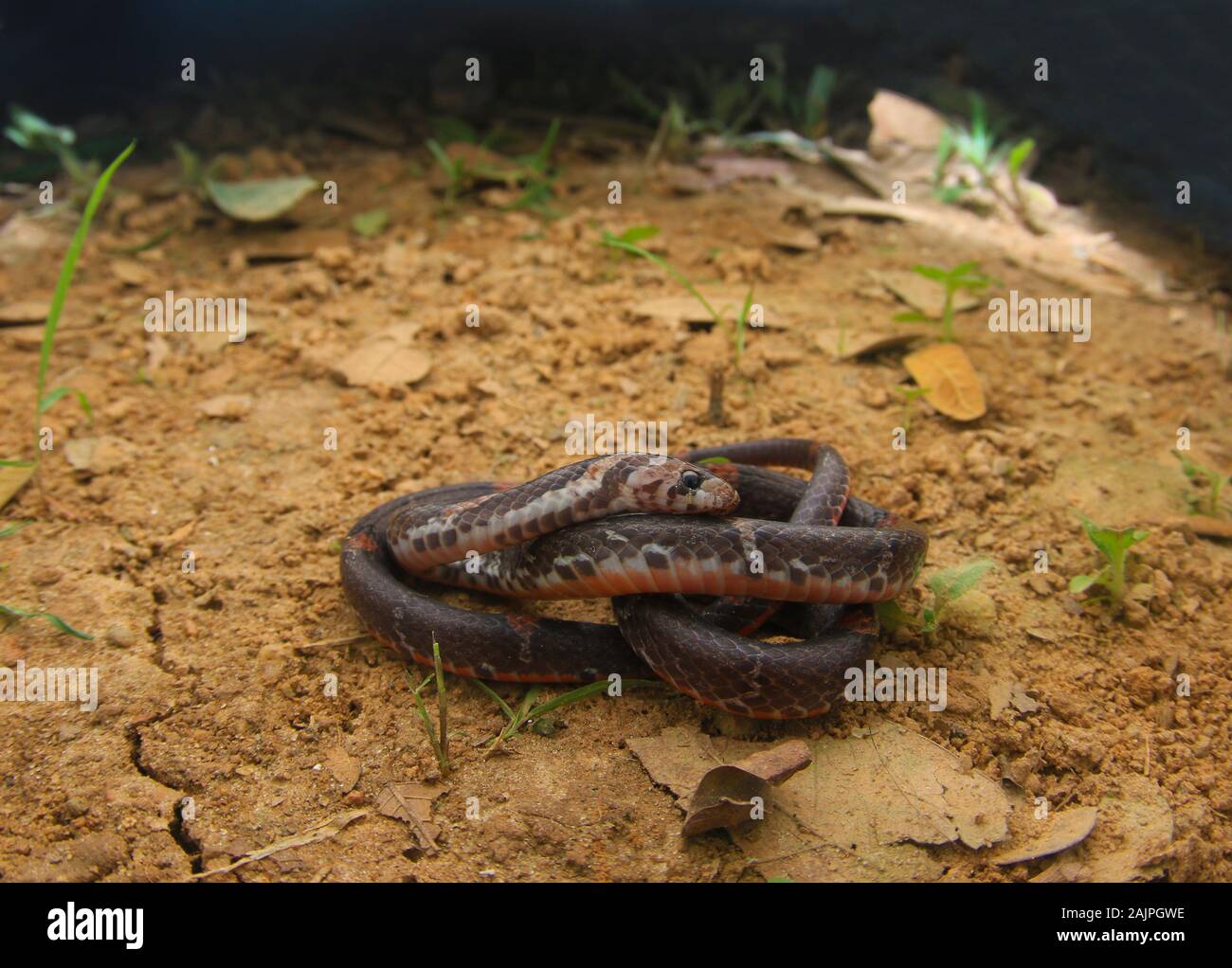 Kukri Snakes Of Malaysia Hi-res Stock Photography And, 45% OFF